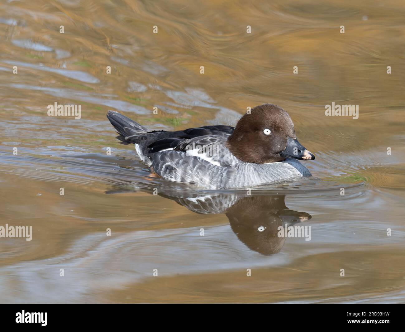 A female common goldeneye duck, Bucephala clangula, swimming on a pond ...
