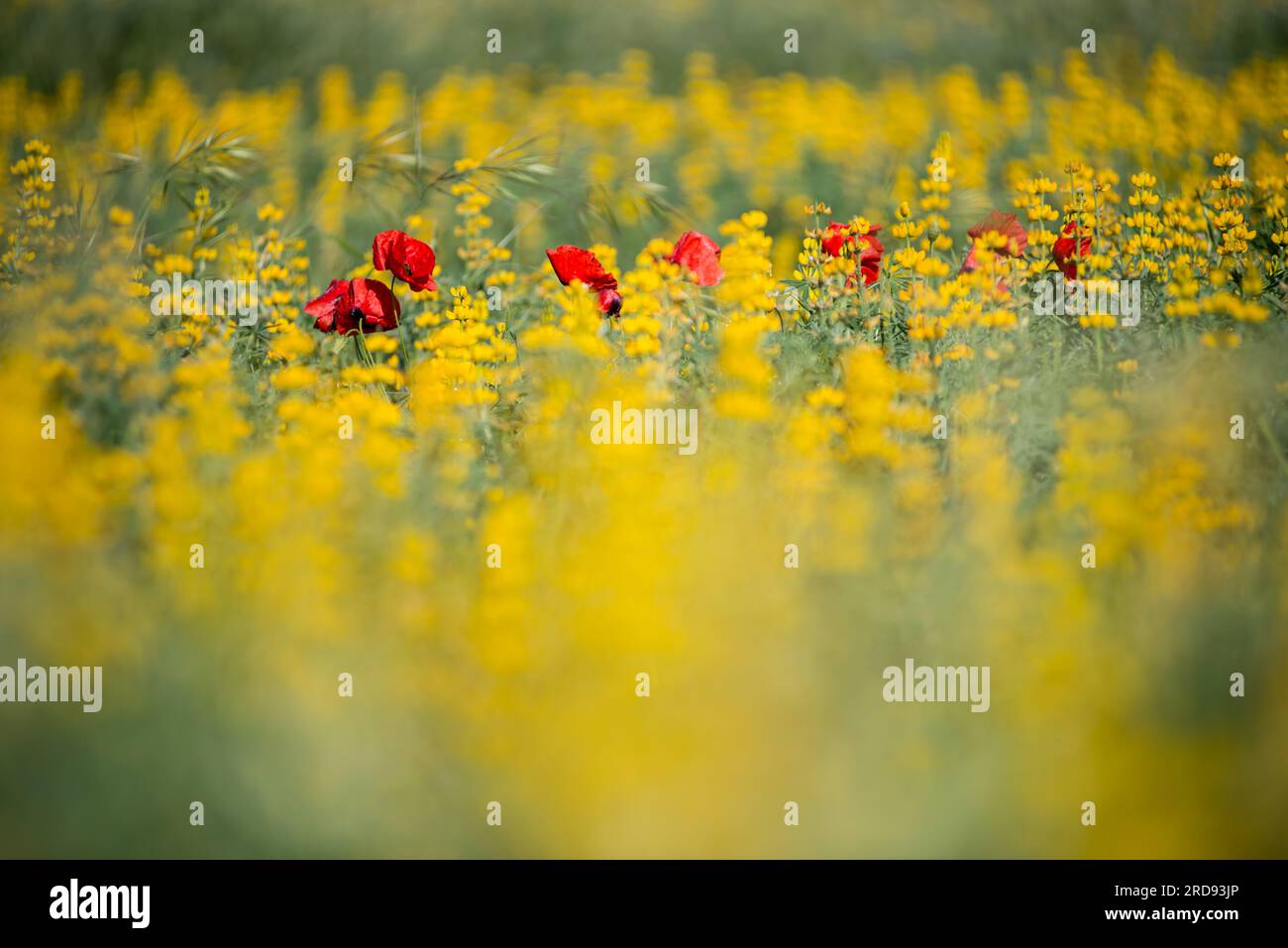 Flores alentejo hi-res stock photography and images - Alamy
