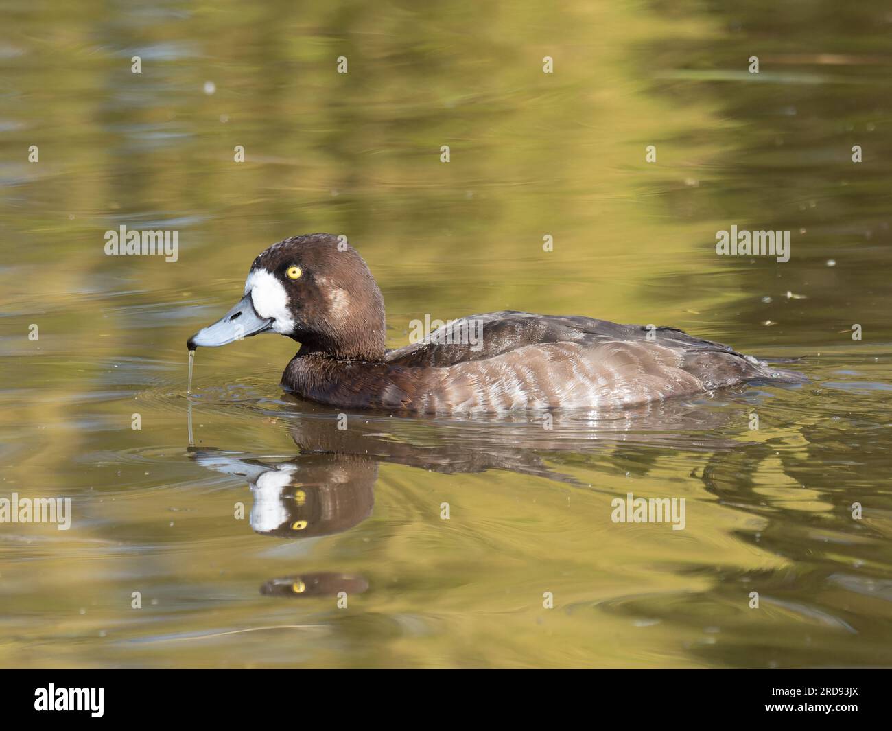 A female greater scaup (Aythya marila), also known as bluebill in North ...