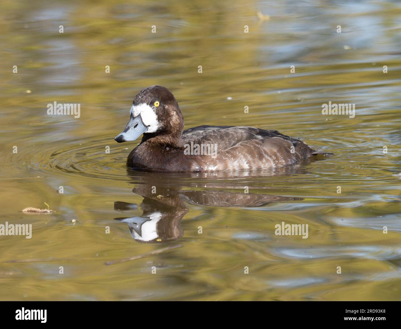 A female greater scaup (Aythya marila), also known as bluebill in North ...