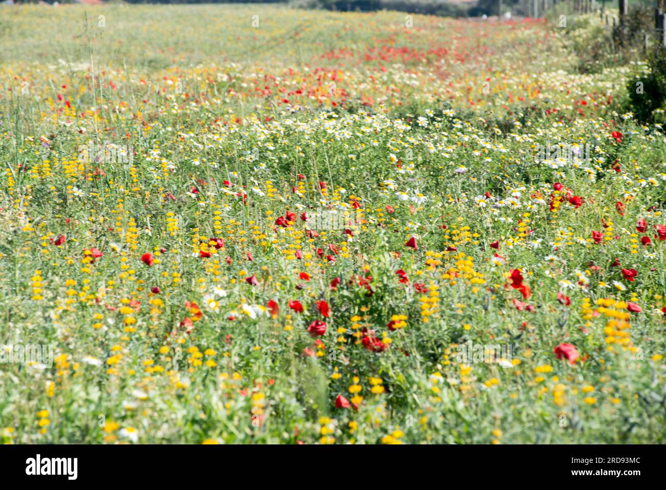 Costa terrestre hi-res stock photography and images - Alamy