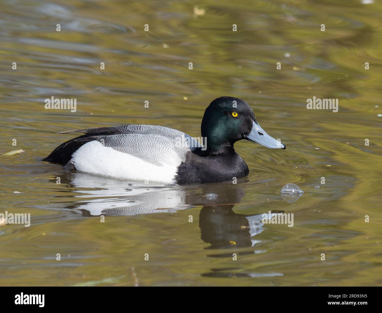 A male greater scaup (Aythya marila), also known as bluebill in North ...
