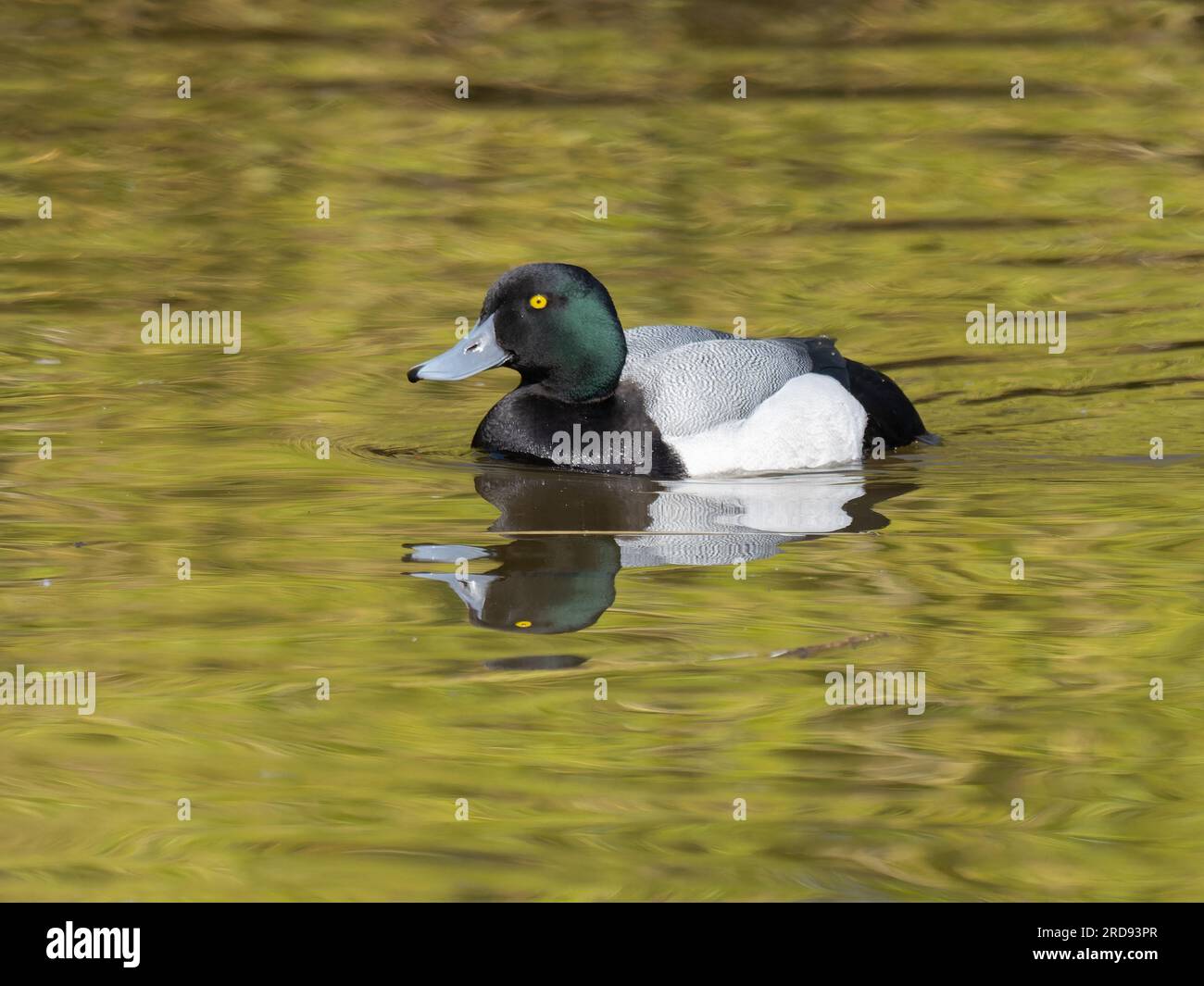 A male greater scaup (Aythya marila), also known as bluebill in North ...