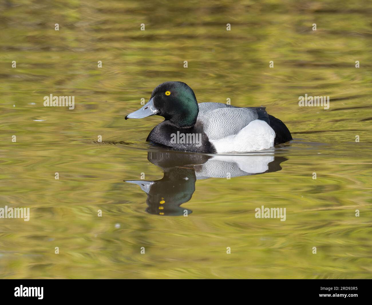 A male greater scaup (Aythya marila), also known as bluebill in North ...