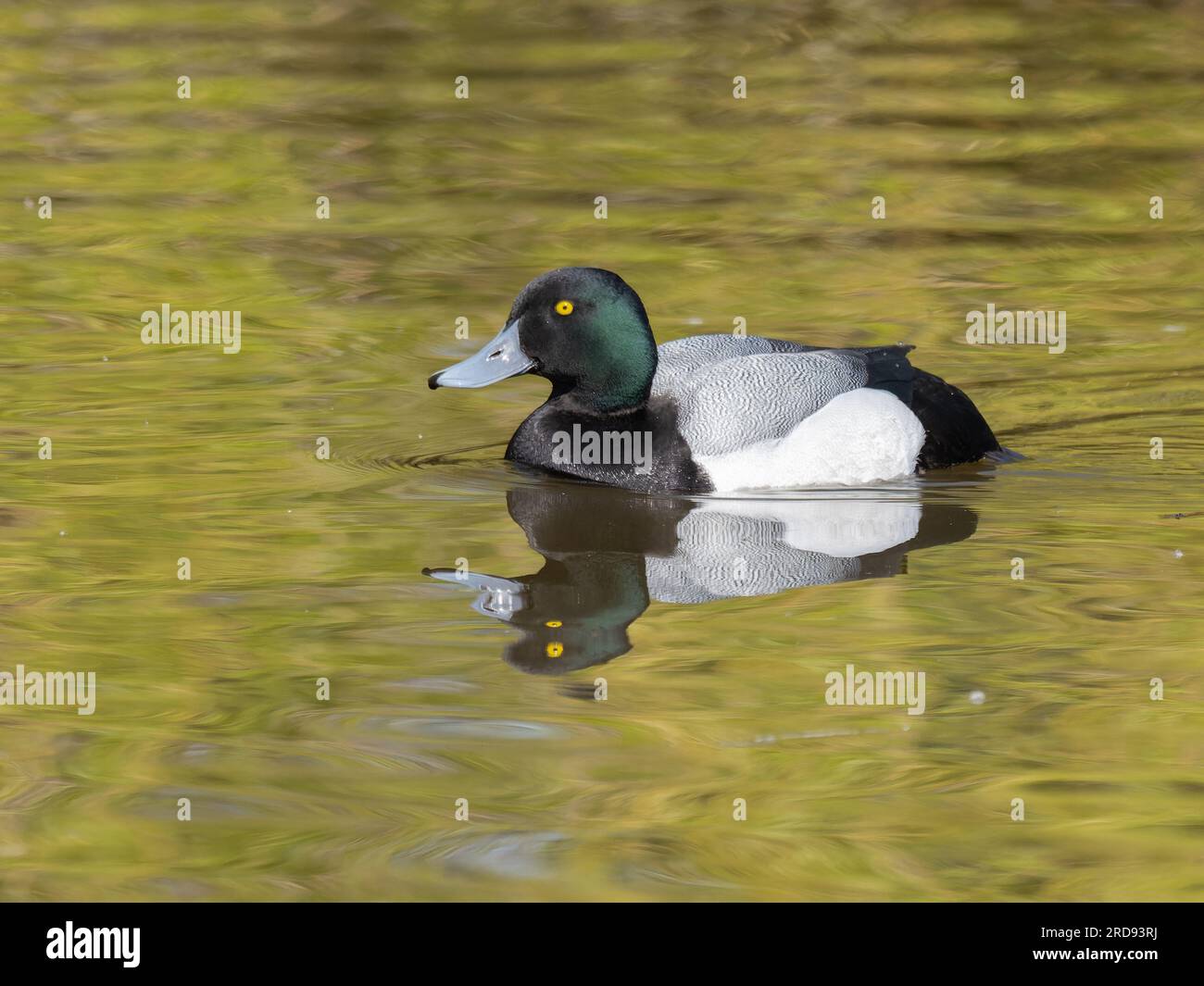 A male greater scaup (Aythya marila), also known as bluebill in North ...