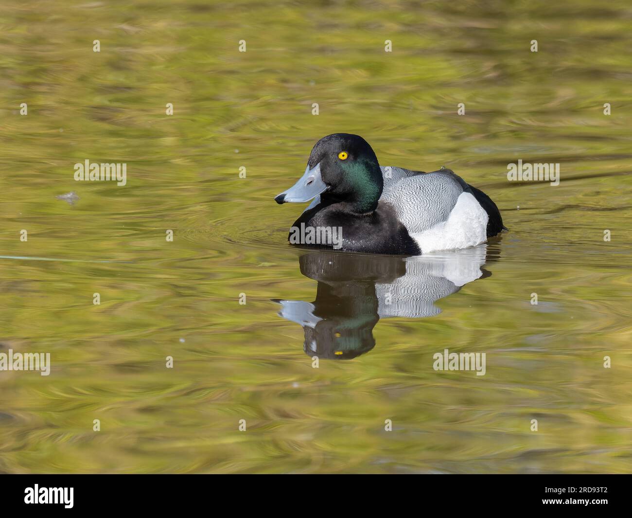 Bluebill duck hi-res stock photography and images - Alamy