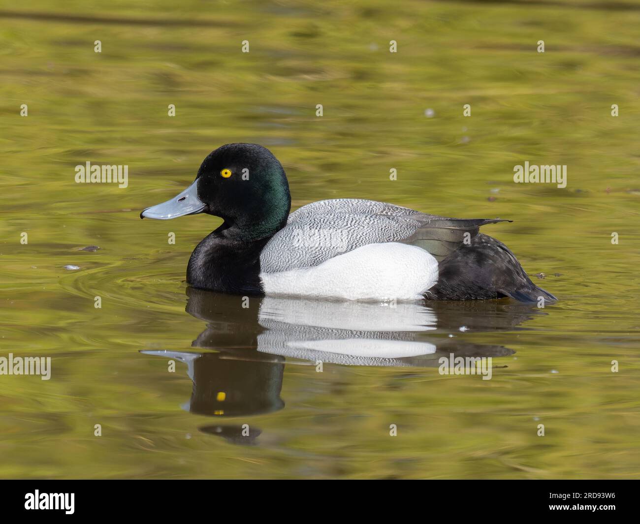 A male greater scaup (Aythya marila), also known as bluebill in North ...