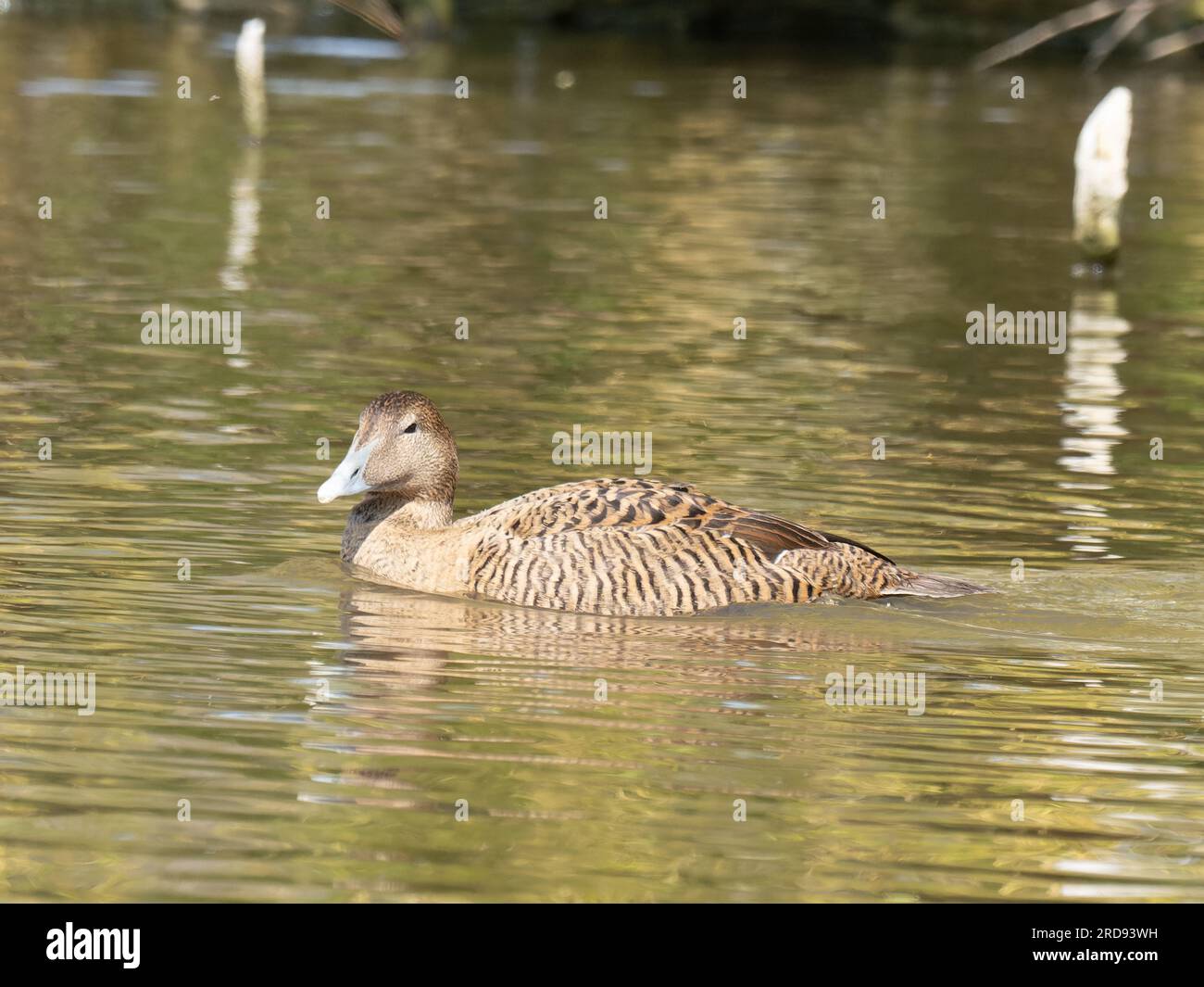 Cuddys hi-res stock photography and images - Alamy