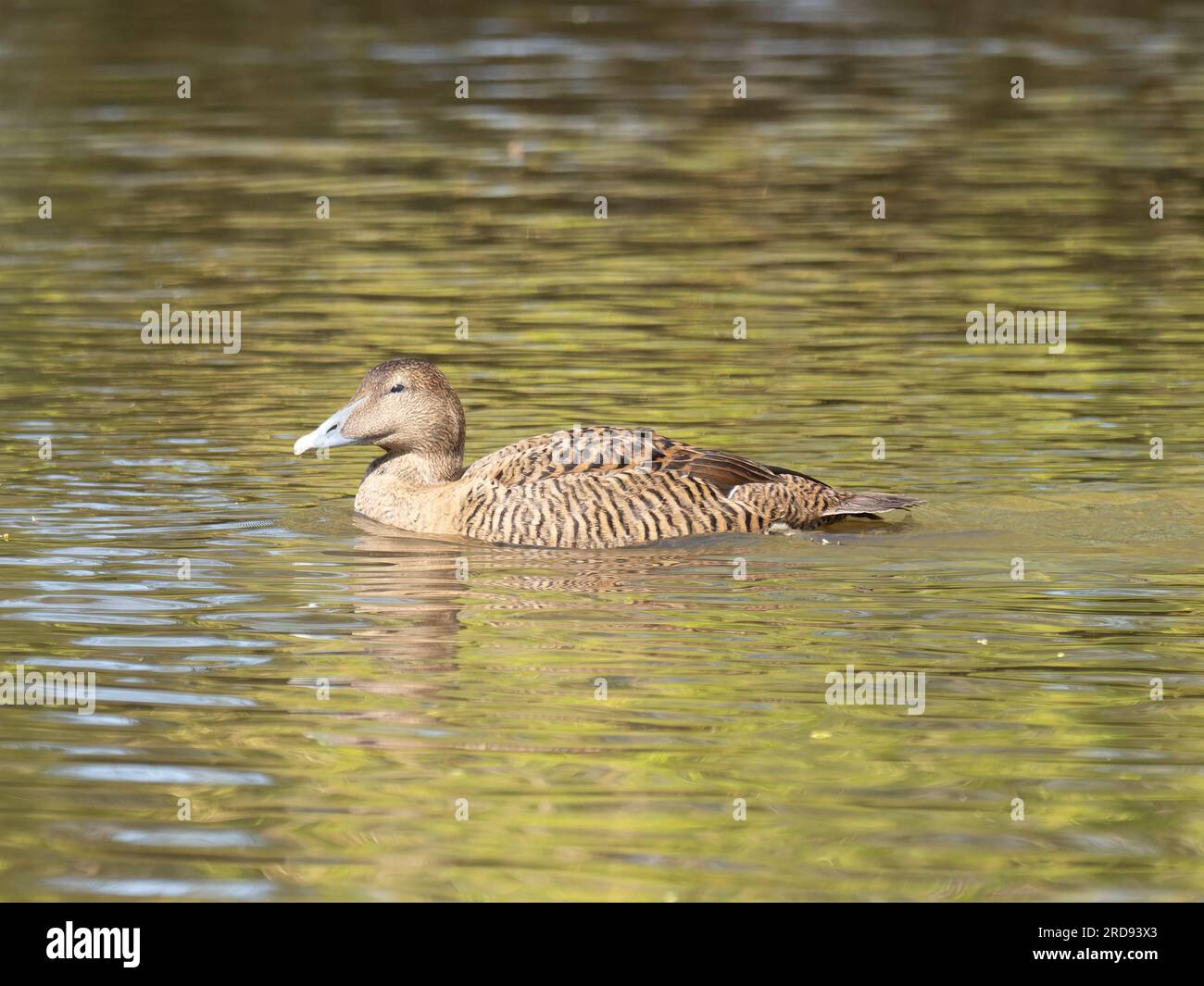 A female common eider, Somateria mollissima, also called St. Cuthbert's ...