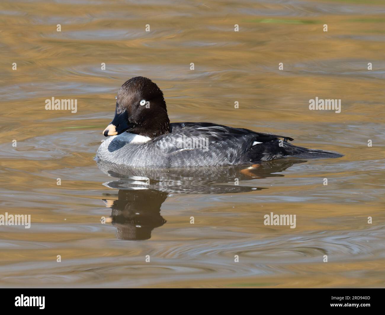 Goldeneye sea duck and uk hi-res stock photography and images - Alamy