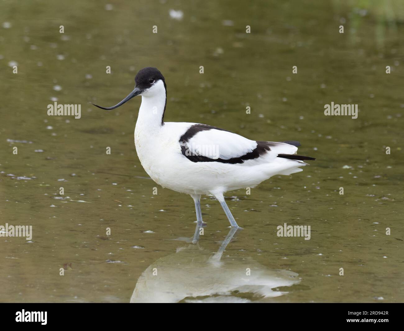 A wading pied avocet, Recurvirostra avosetta Stock Photo - Alamy