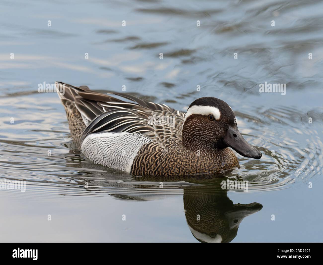 A male garganey, Spatula querquedula, swimming on a pond Stock Photo ...