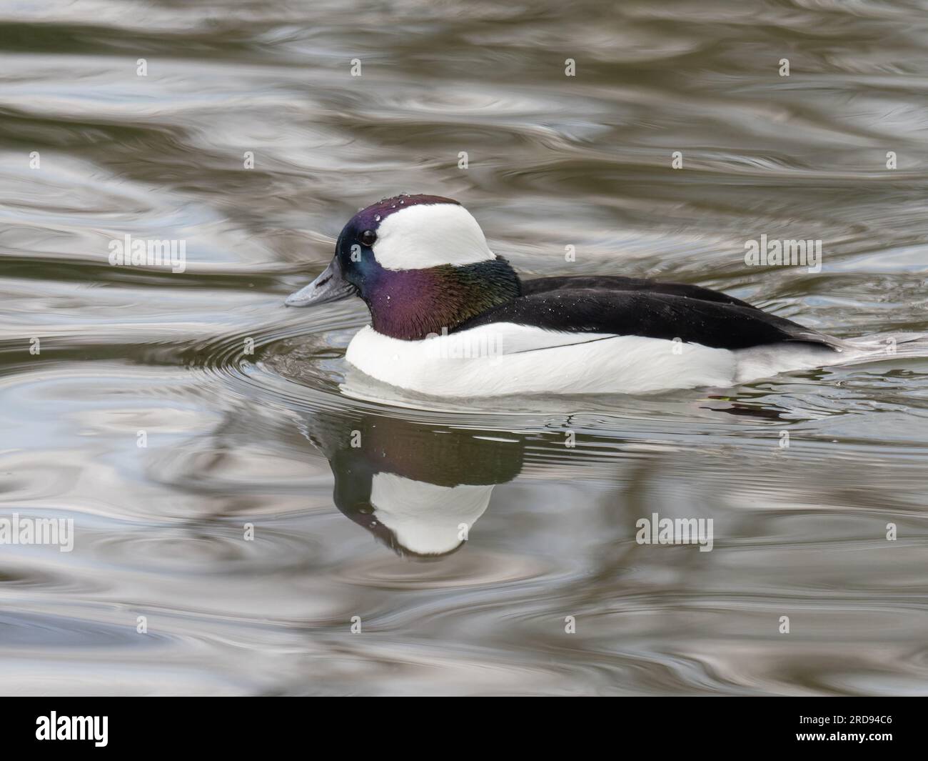 Bucephala albeola hi-res stock photography and images - Alamy