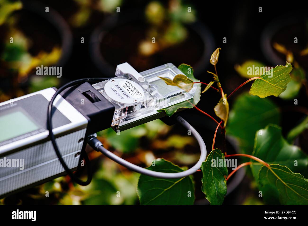 Measuring plant photosynthesis by using portable device Stock Photo - Alamy