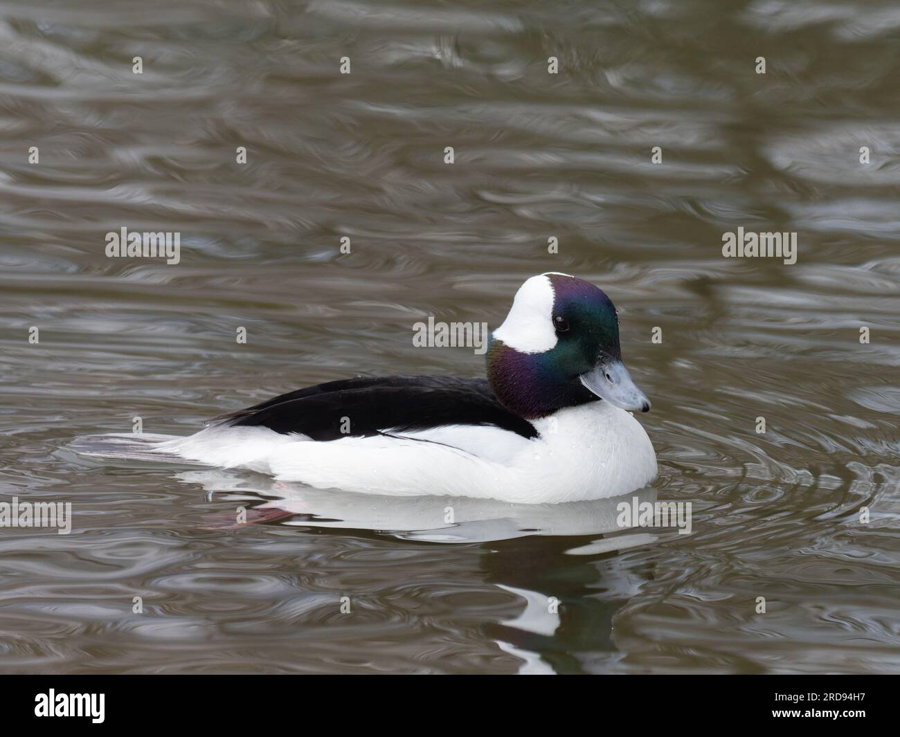 Bucephala albeola hi-res stock photography and images - Alamy