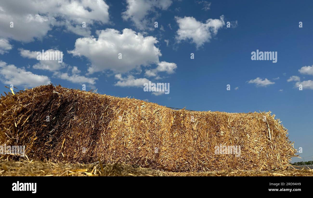 Pile of square bales of straw. Hay pile of dried grass, hay straw. Bales of hay with a cloudy ...