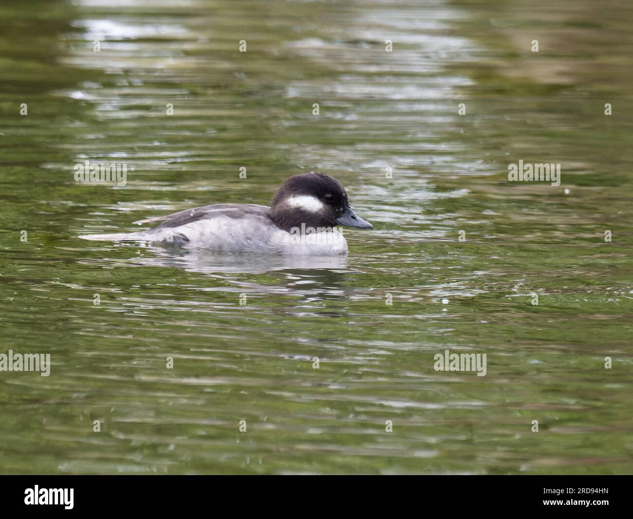 Female bufflehead hi-res stock photography and images - Alamy