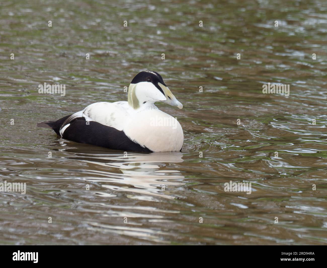 Cuddys hi-res stock photography and images - Alamy