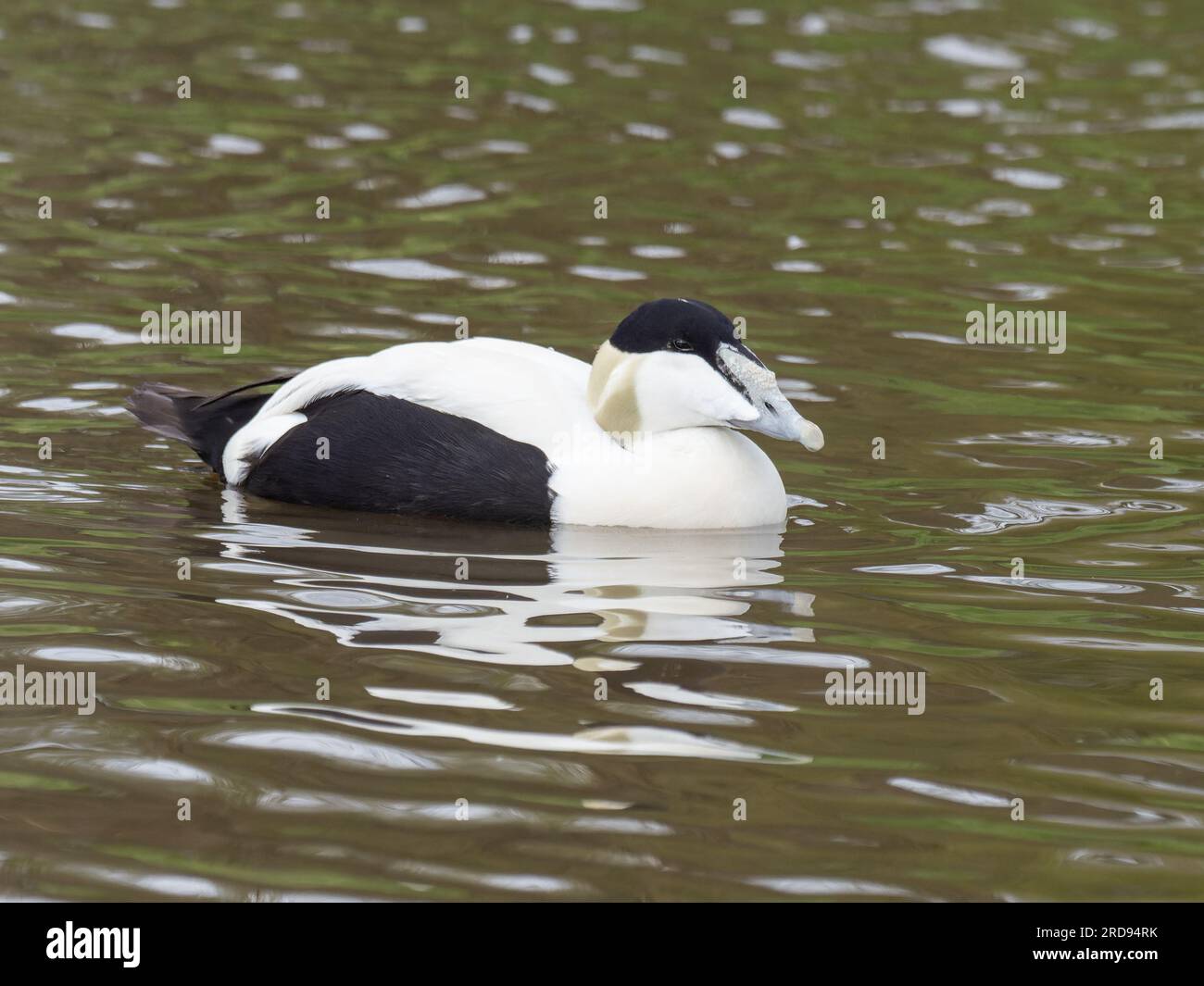 A male common eider, Somateria mollissima, also called St. Cuthbert's ...