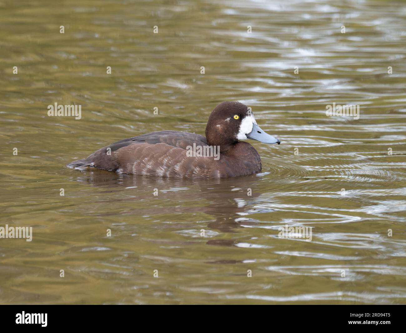 A female greater scaup (Aythya marila), also known as bluebill in North ...