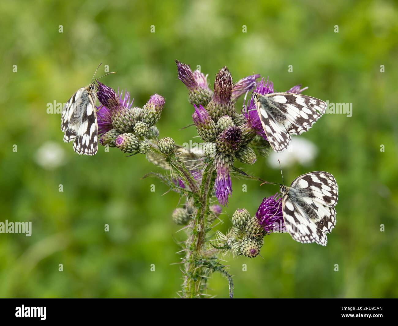 Three marbled white butterflies, Melanargia galathea, perched on a ...
