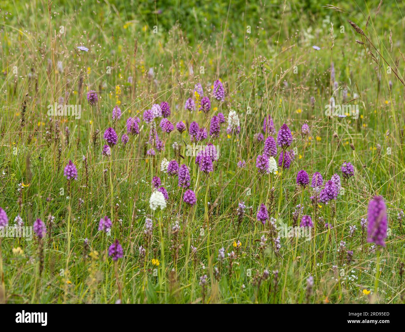 Orchids natural habitat hi-res stock photography and images - Alamy