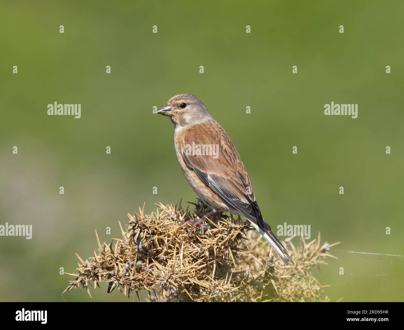 Native britain british vertebrate vertebrates hi-res stock photography ...