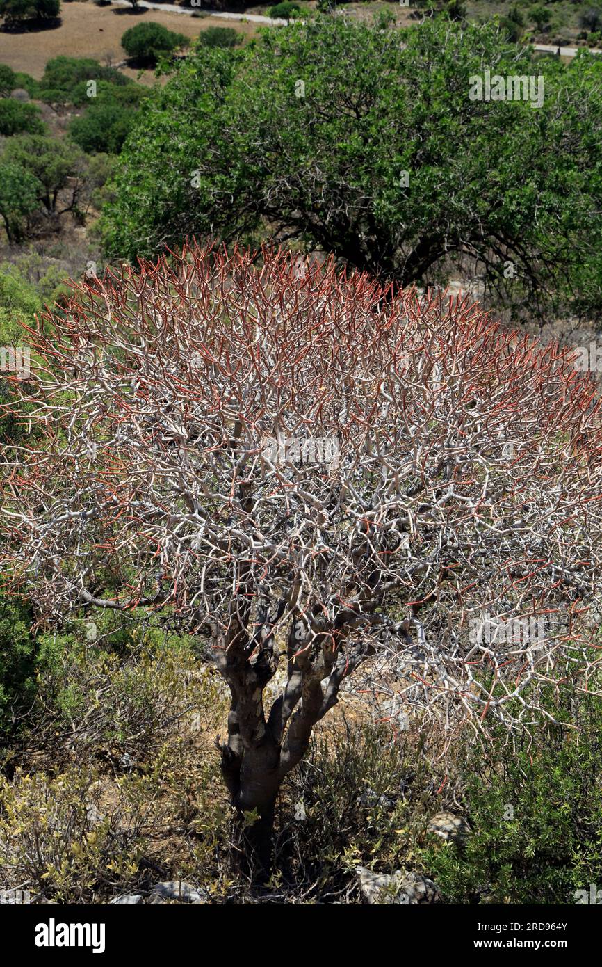 Spiky small tree, with red tinge, Tilos island, Dodecanese island group ...