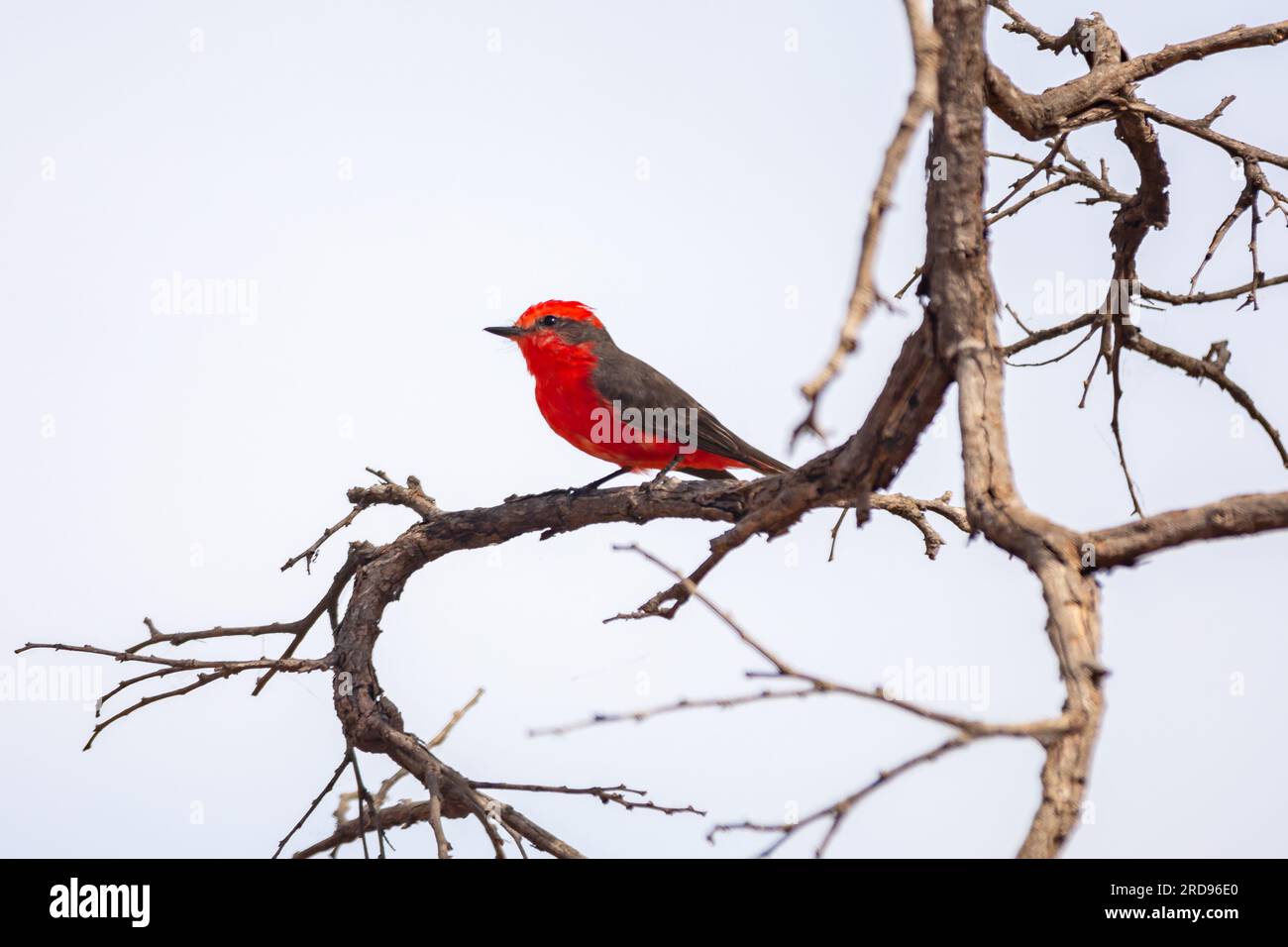 Small red bird known as "prince" Pyrocephalus rubinus perched on dry ...