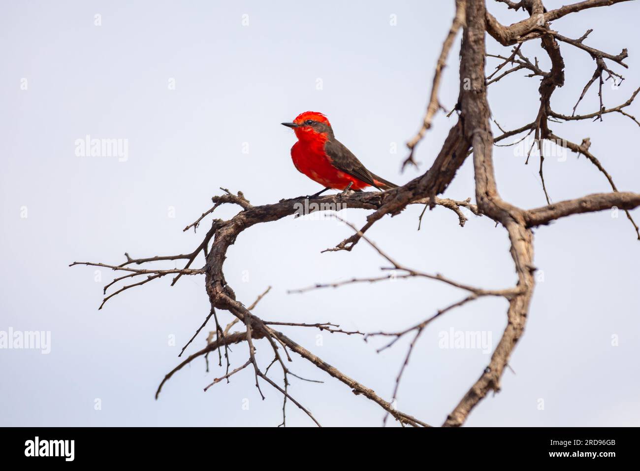 Small red bird known as "prince" Pyrocephalus rubinus perched on dry ...