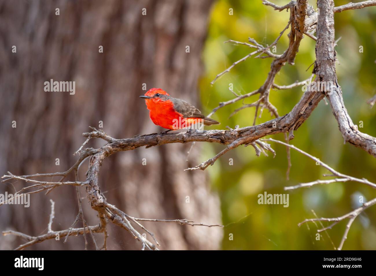 Small red bird known as "prince" Pyrocephalus rubinus perched on dry ...