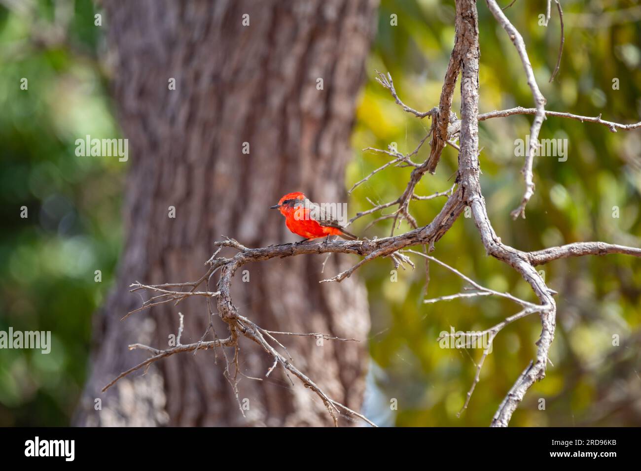 Small red bird known as "prince" Pyrocephalus rubinus perched on dry ...