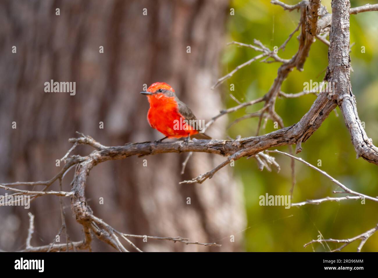 Small red bird known as "prince" Pyrocephalus rubinus perched on dry ...