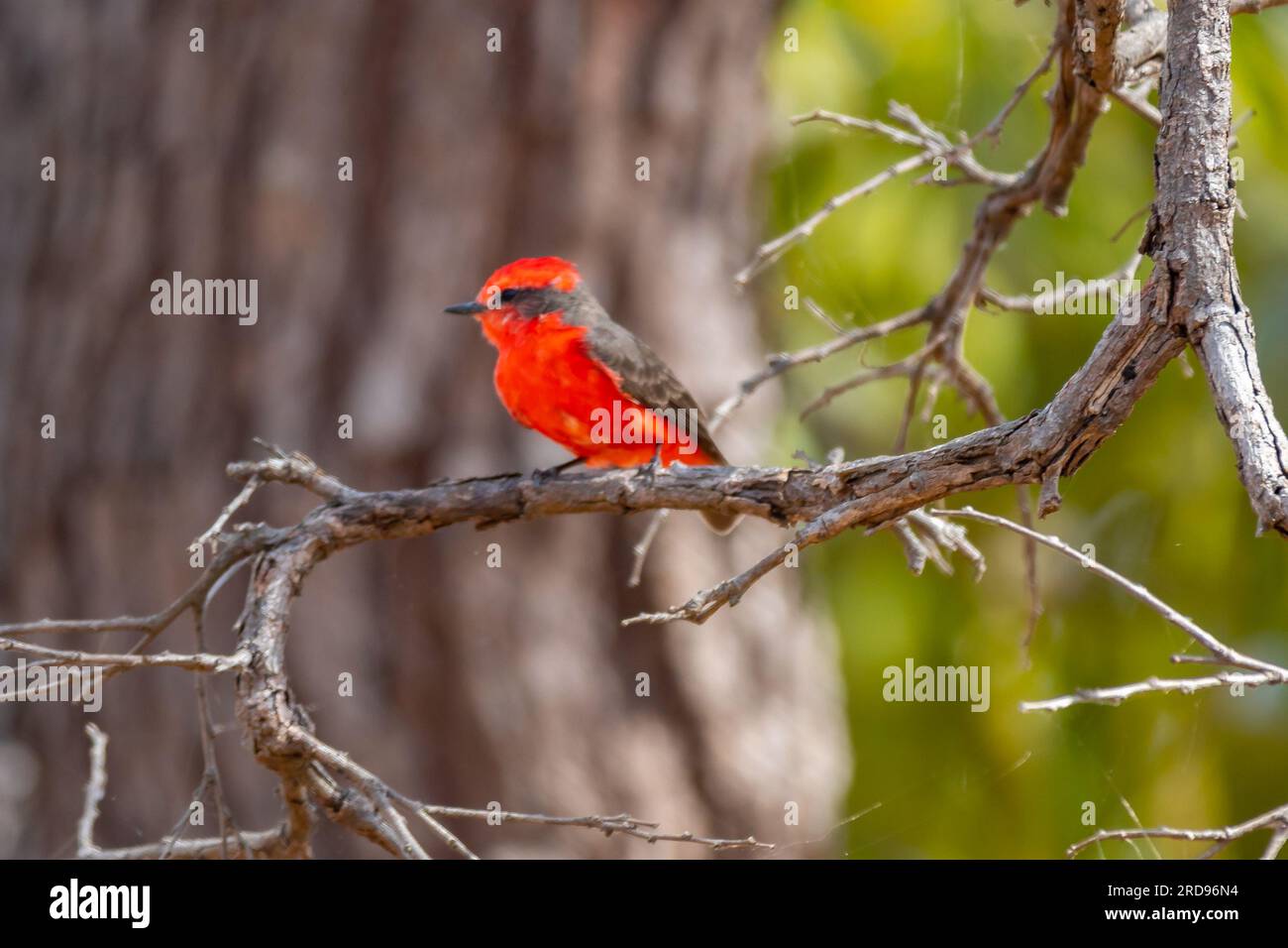Small red bird known as "prince" Pyrocephalus rubinus perched on dry ...