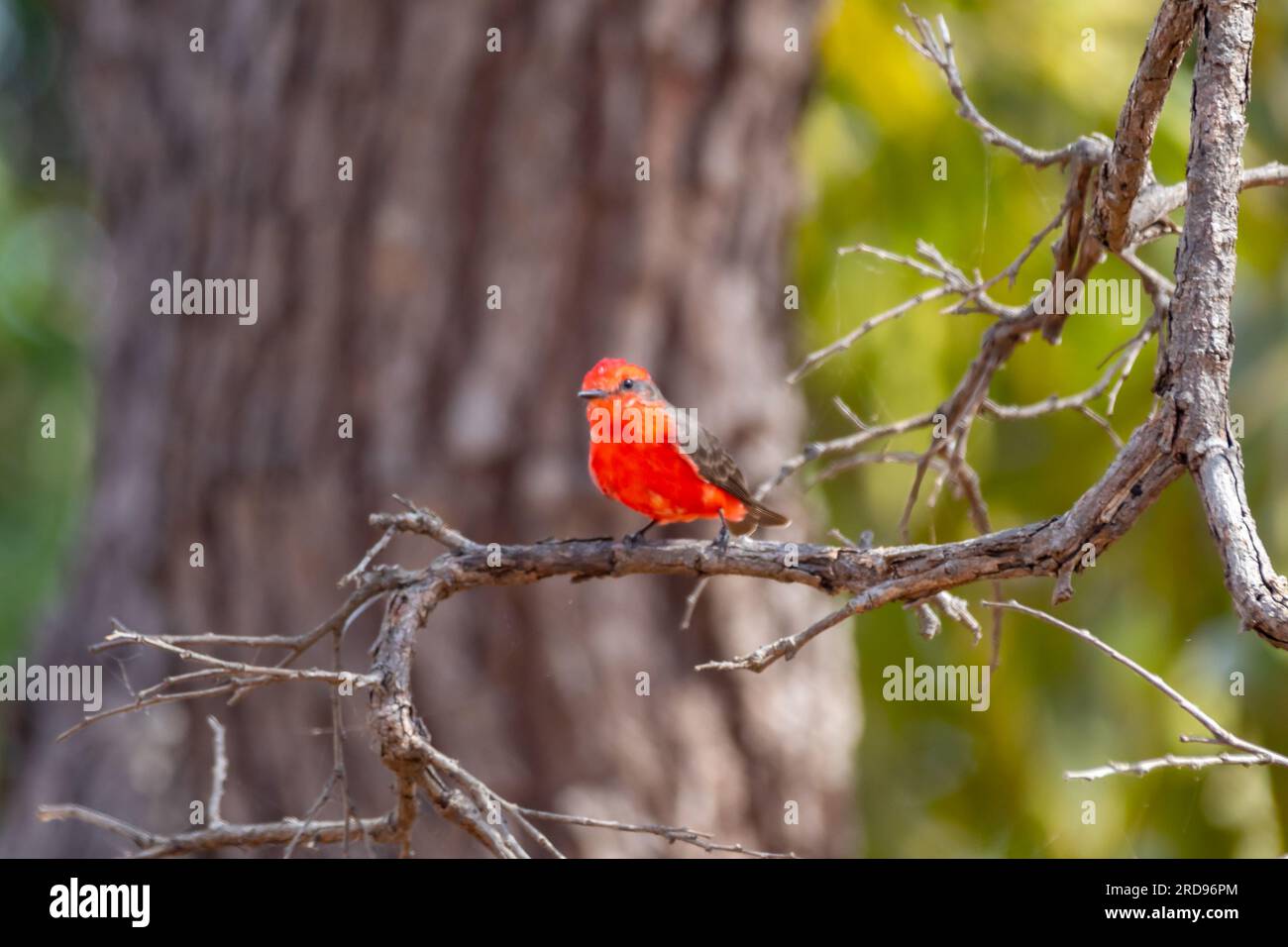 Small red bird known as "prince" Pyrocephalus rubinus perched on dry ...