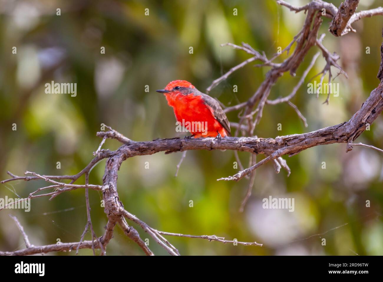 Small red bird known as "prince" Pyrocephalus rubinus perched on dry ...