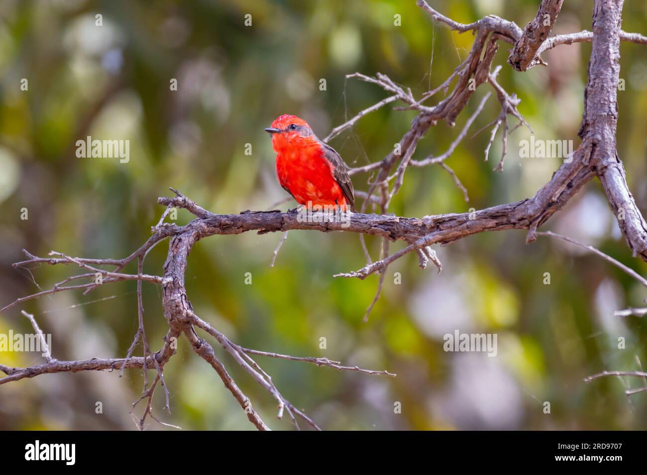 Small red bird known as "prince" Pyrocephalus rubinus perched on dry ...