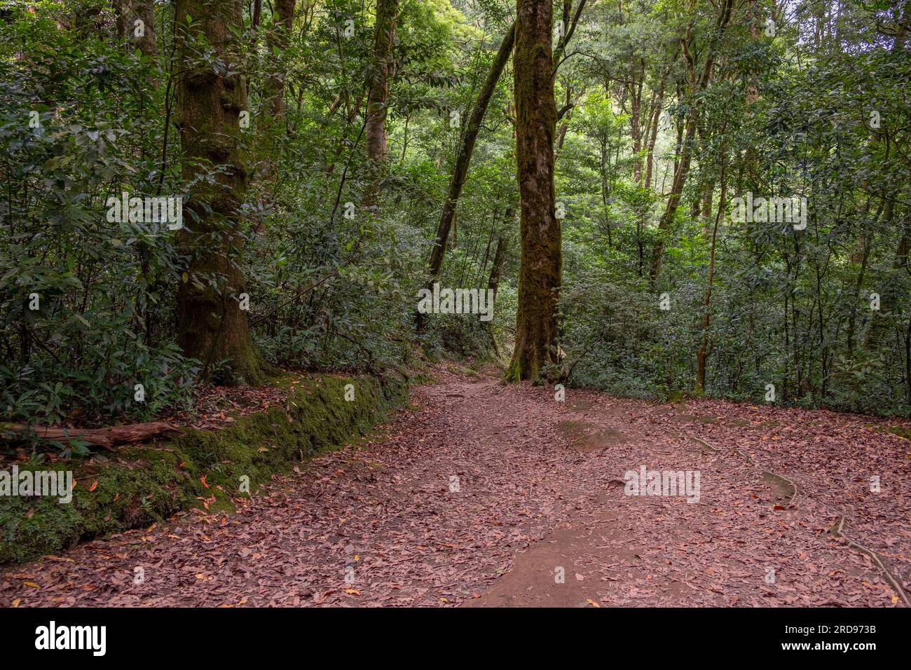 Hiking trail in the rainforest of Lake of Congro "Lagoa do Congro" in ...