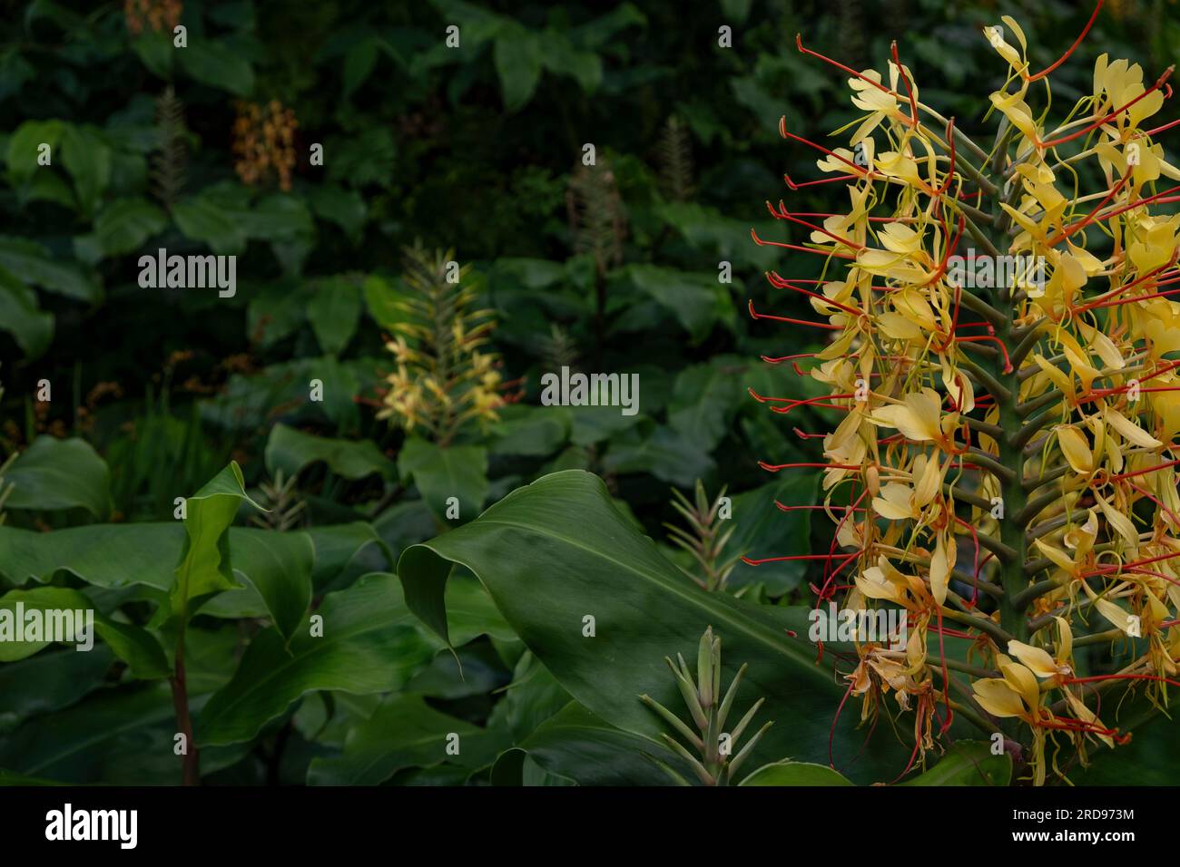 Close up to Yellow Flower "Flor de Conteira" on a green forest ...