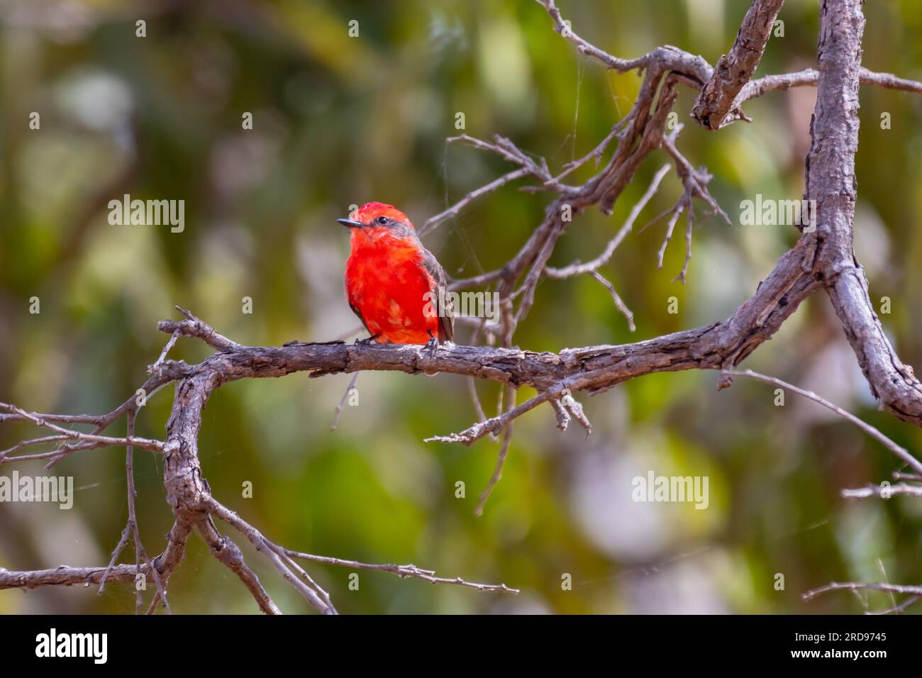 Small red bird known as "prince" Pyrocephalus rubinus perched on dry ...