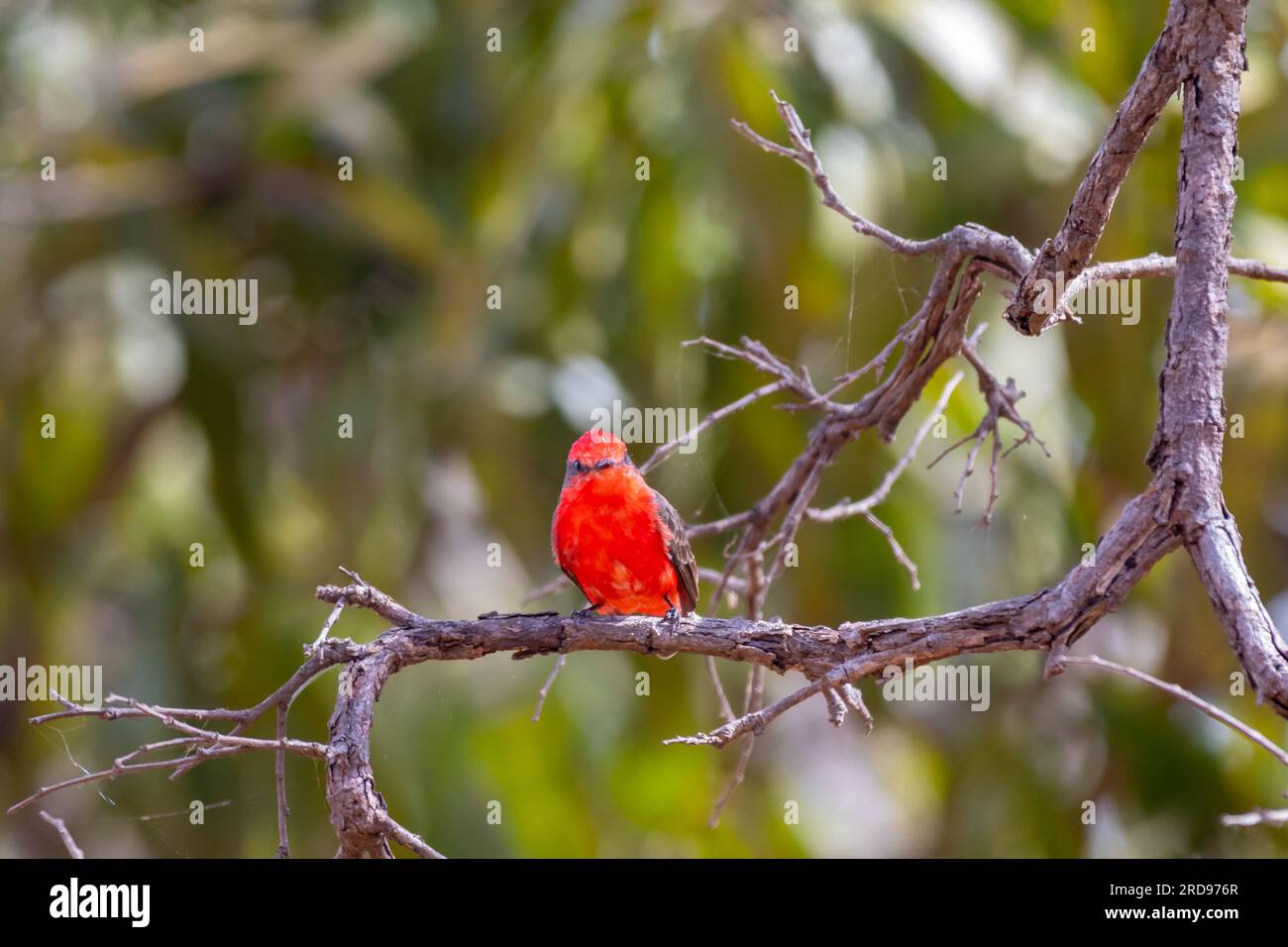 Small red bird known as "prince" Pyrocephalus rubinus perched on dry ...