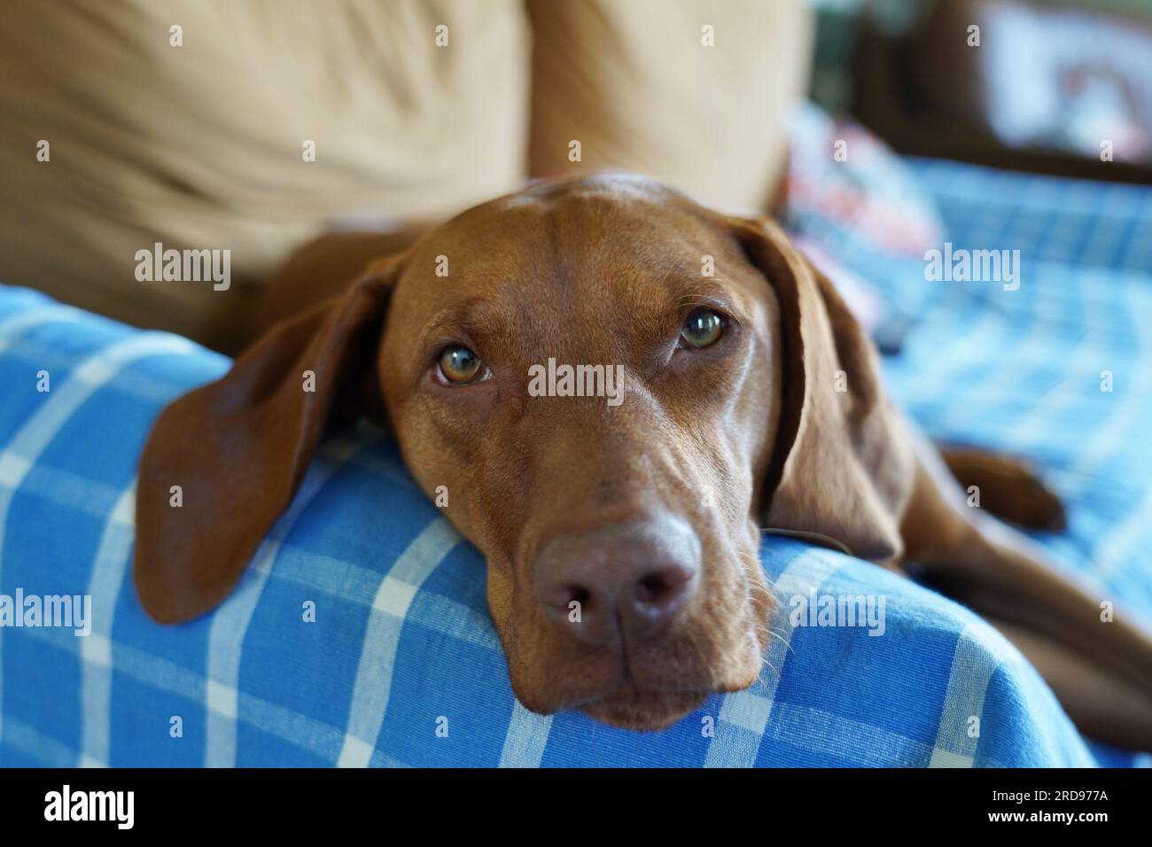 Resting puppy hi-res stock photography and images - Alamy