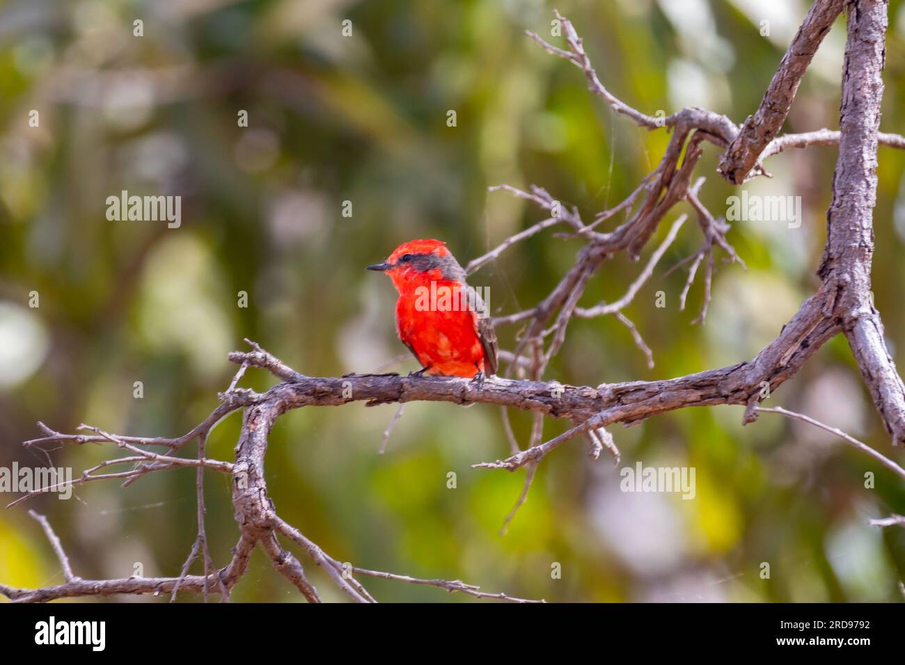 Small red bird known as "prince" Pyrocephalus rubinus perched on dry ...