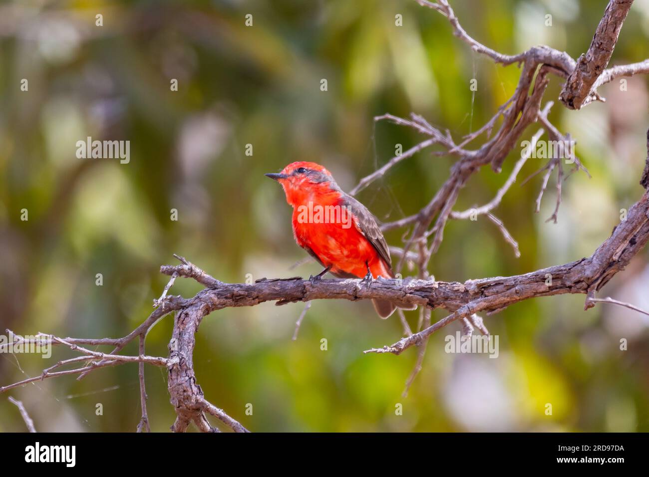 Small red bird known as "prince" Pyrocephalus rubinus perched on dry ...