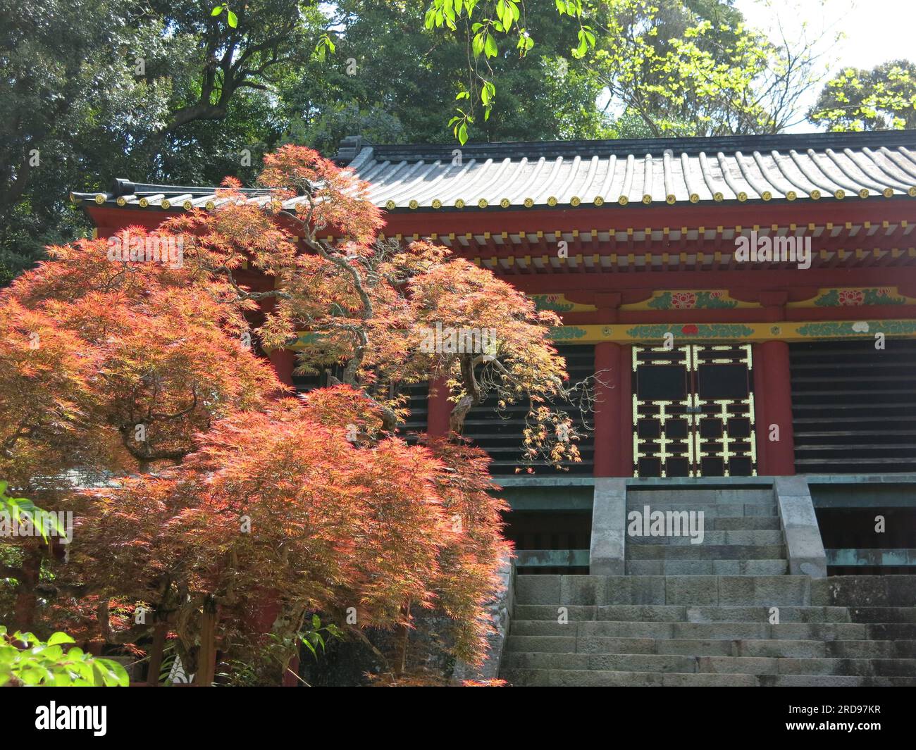 The colour red in Japan: bronze foliage of an acer next to the rich ...