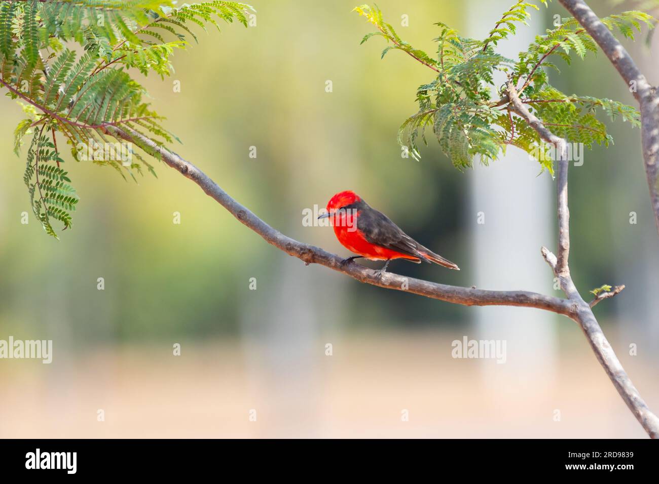Small red bird known as "prince" Pyrocephalus rubinus perched on dry ...
