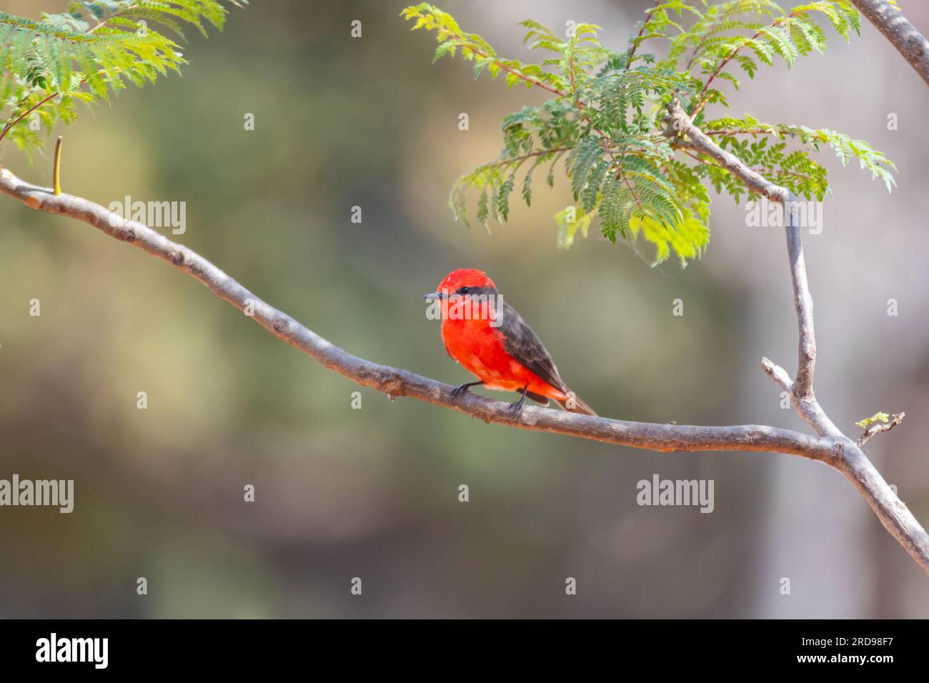 Small red bird known as "prince" Pyrocephalus rubinus perched on dry ...