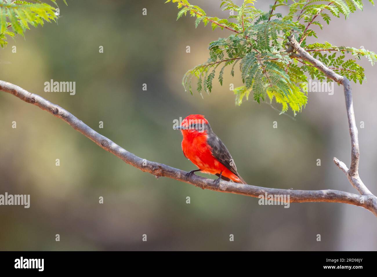 Small red bird known as "prince" Pyrocephalus rubinus perched on dry ...