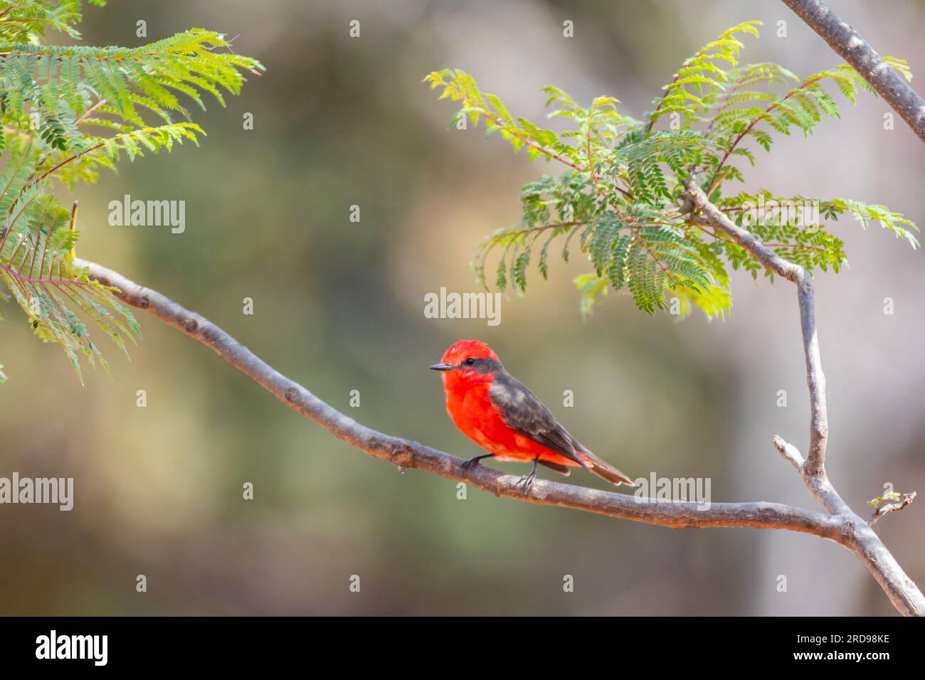 Small red bird known as "prince" Pyrocephalus rubinus perched on dry ...