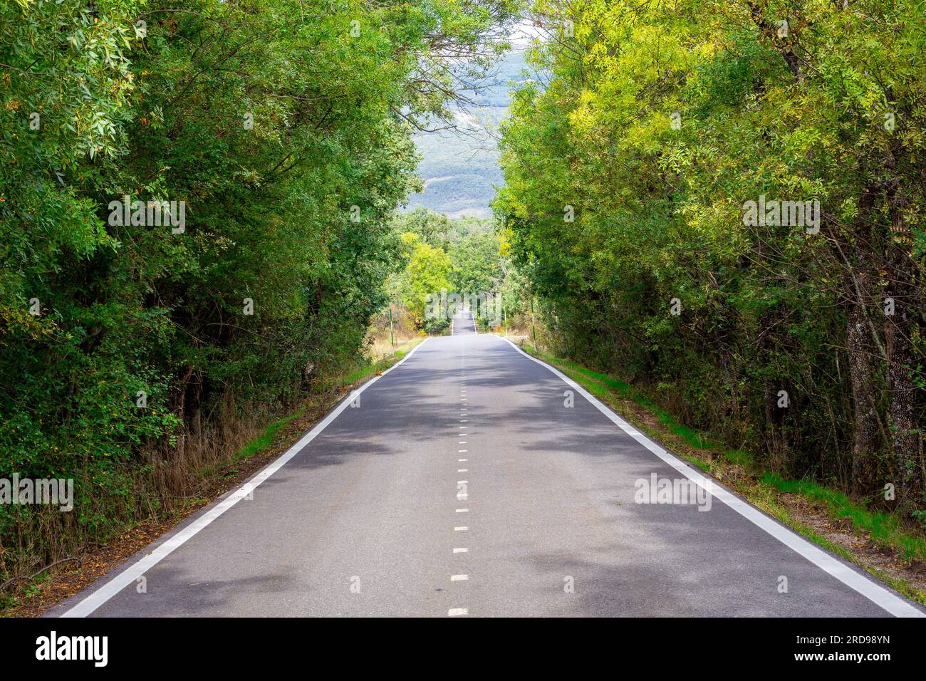 Straight tarmac road through green deciduous forest in Cuenca Alta del ...